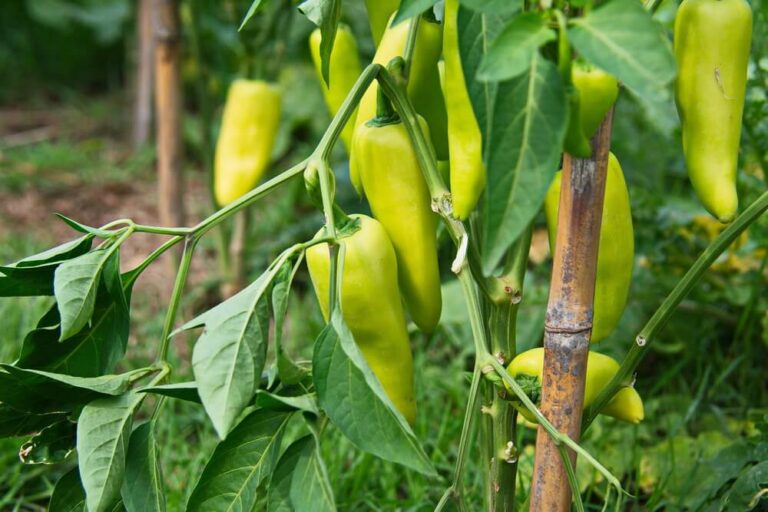 The Ultimate Guide To Growing Epic Peppers From Seed To Delicious ...