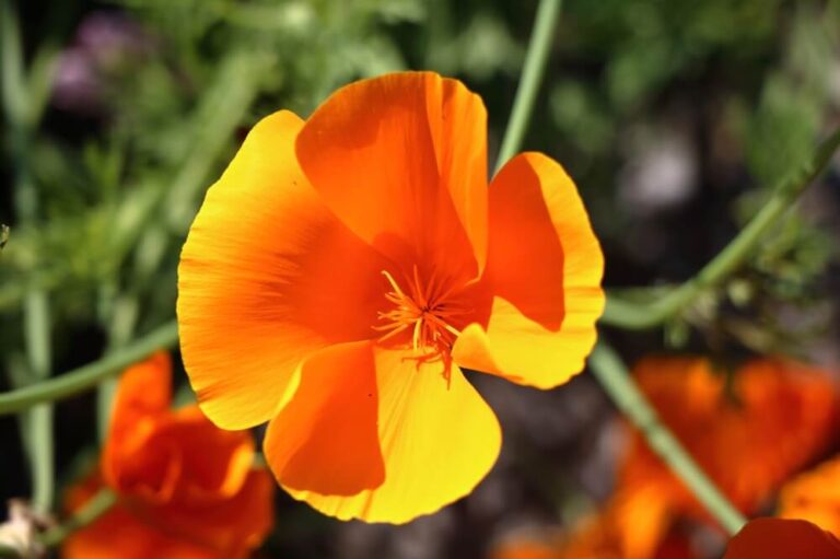 How To Grow Colorful California Poppy Flowers From Seed In Your ...