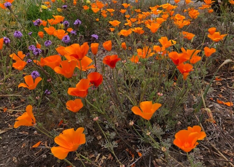How To Grow Colorful California Poppy Flowers From Seed In Your ...