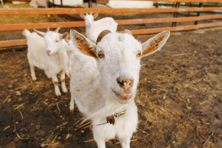 Our 10 Best Tips For Raising Happy Goats, Does, And Bucks! - Outdoor ...