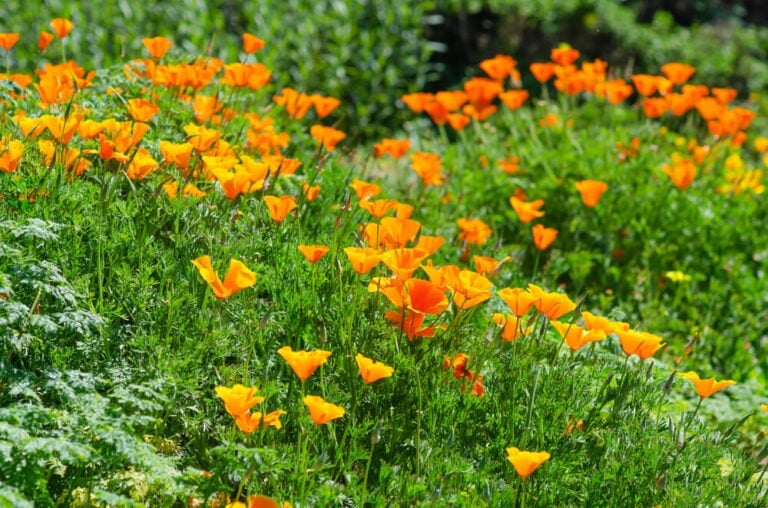How To Grow Colorful California Poppy Flowers From Seed In Your ...