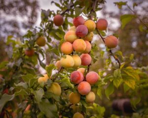 How To Plant And Grow Perfect Plum Trees In Your Backyard Garden - The ...