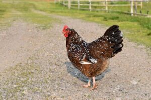 The Ultimate Sussex Chicken Guide | Cost, Uses, Origin, And Yummy ...