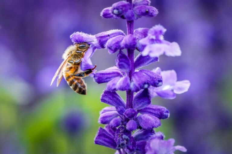The 21 Best Pollinator Flowers To Attract Honeybees, Bumblebees ...
