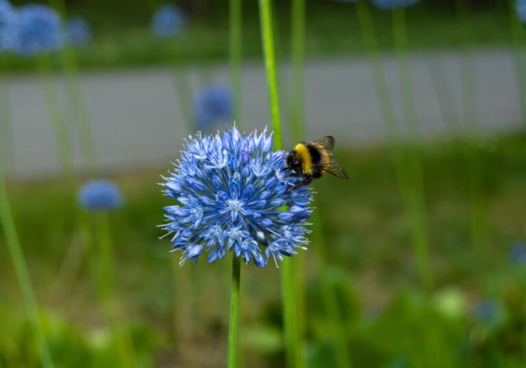 The 21 Best Pollinator Flowers To Attract Honeybees, Bumblebees ...