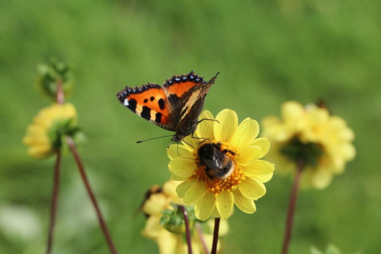 The 21 Best Pollinator Flowers To Attract Honeybees, Bumblebees ...