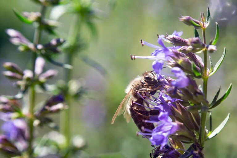 The 21 Best Pollinator Flowers To Attract Honeybees, Bumblebees ...