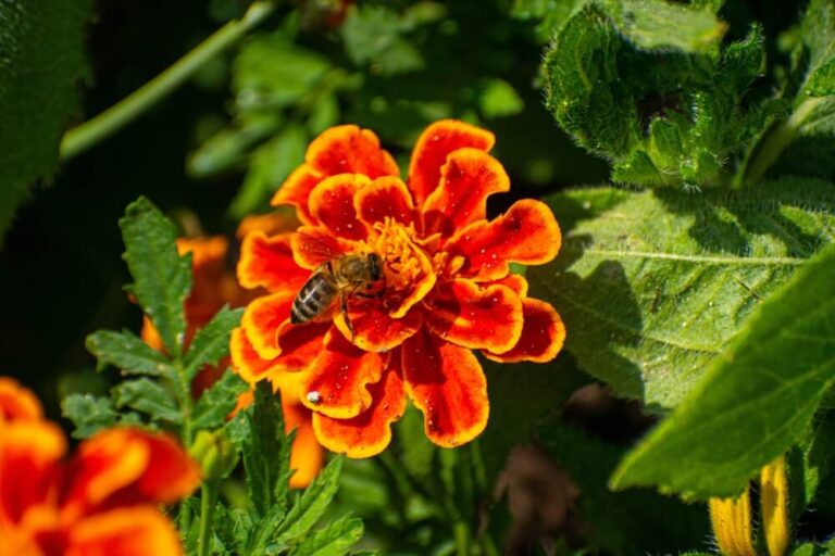 The 21 Best Pollinator Flowers To Attract Honeybees, Bumblebees ...