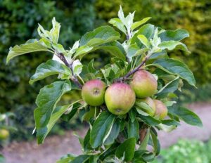 21 Delicious Apple Tree Cultivars And Varieties To Plant This Spring ...