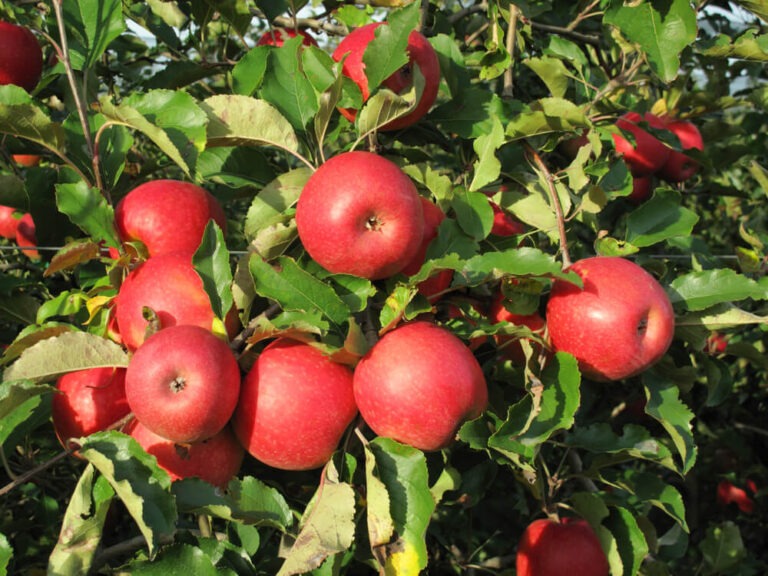 21 Delicious Apple Tree Cultivars And Varieties To Plant This Spring ...