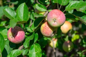 21 Delicious Apple Tree Cultivars And Varieties To Plant This Spring ...