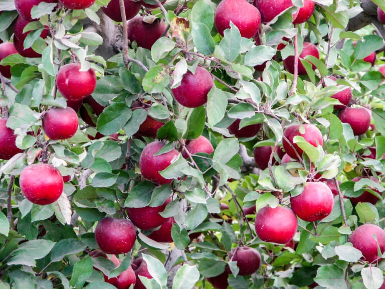 21 Delicious Apple Tree Cultivars And Varieties To Plant This Spring ...