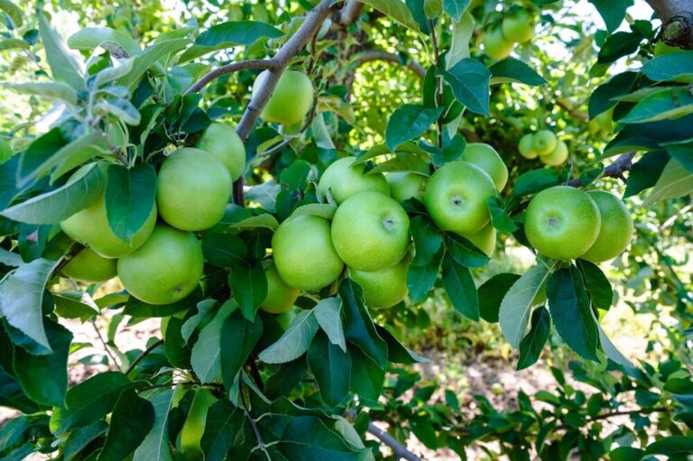 21 Delicious Apple Tree Cultivars And Varieties To Plant This Spring ...