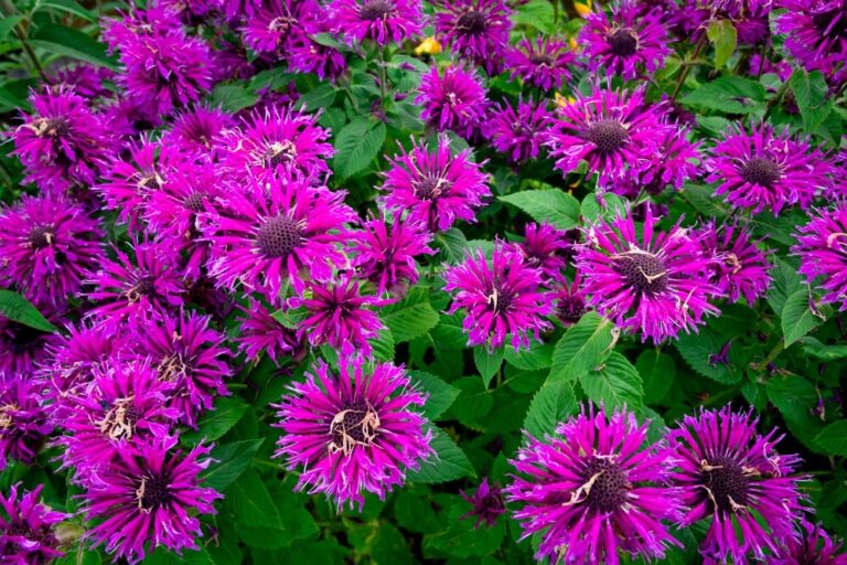 The 21 Best Pollinator Flowers To Attract Honeybees, Bumblebees ...
