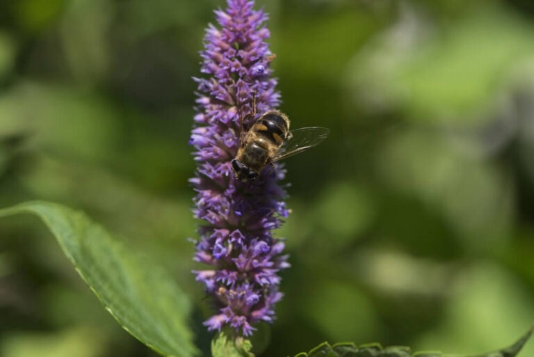 The 21 Best Pollinator Flowers To Attract Honeybees, Bumblebees ...