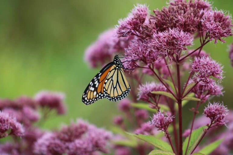 Butterfly Bliss - The Top 24 Flowers And Shrubs For Attracting ...