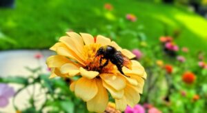 The 21 Best Pollinator Flowers To Attract Honeybees, Bumblebees ...