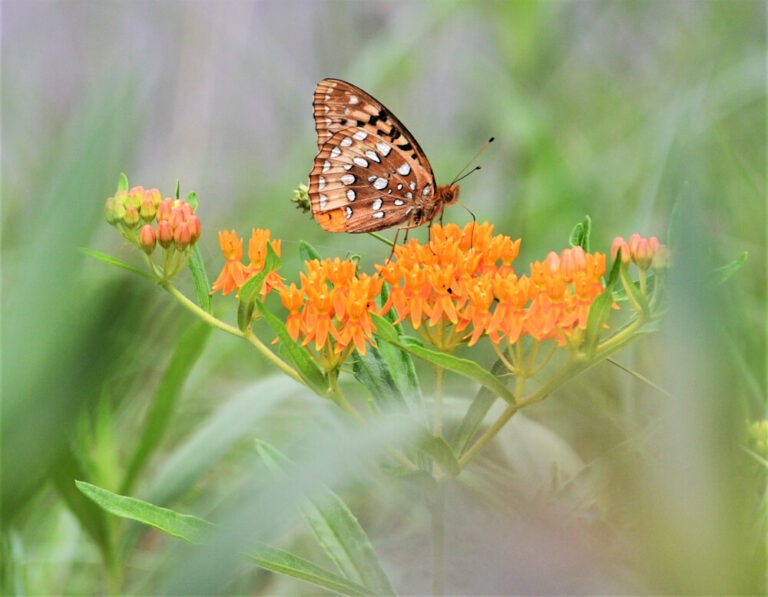 Butterfly Bliss - The Top 24 Flowers And Shrubs For Attracting ...