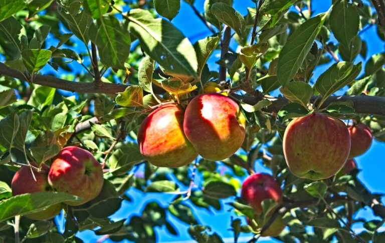 21 Delicious Apple Tree Cultivars And Varieties To Plant This Spring ...