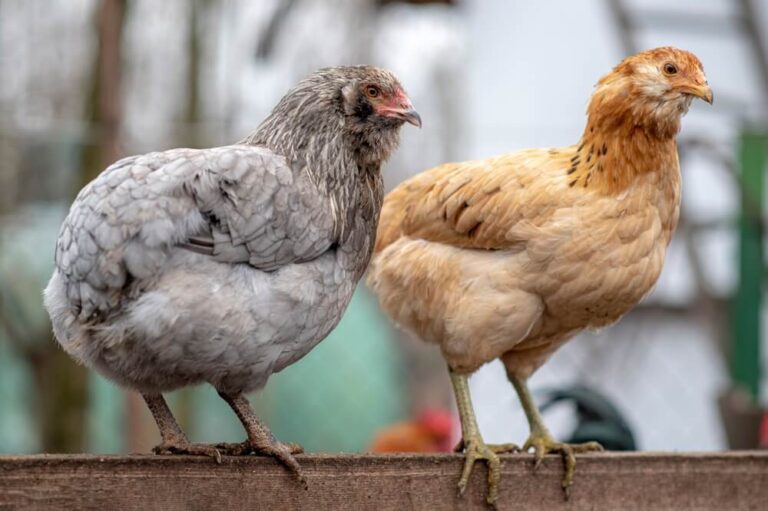 The Ultimate Easter Egger Chicken Guide - Beautiful Blue And Green Eggs ...