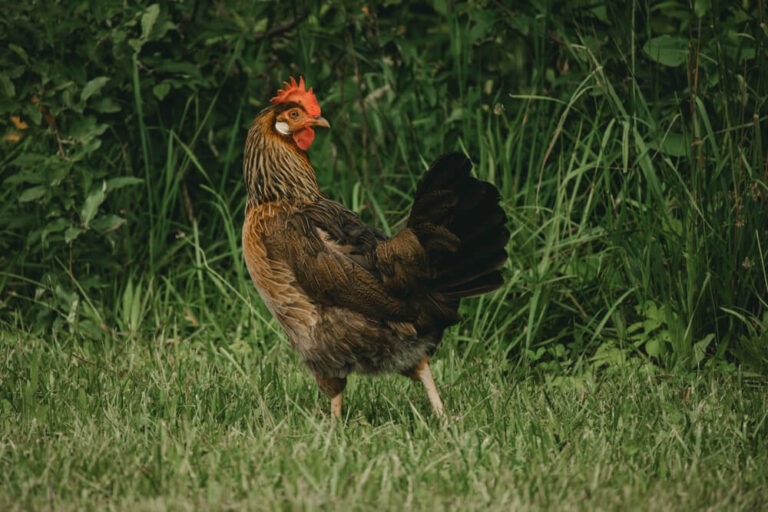 The Ultimate Leghorn Chicken Guide! - Cost, Uses, Origin, And 300 ...
