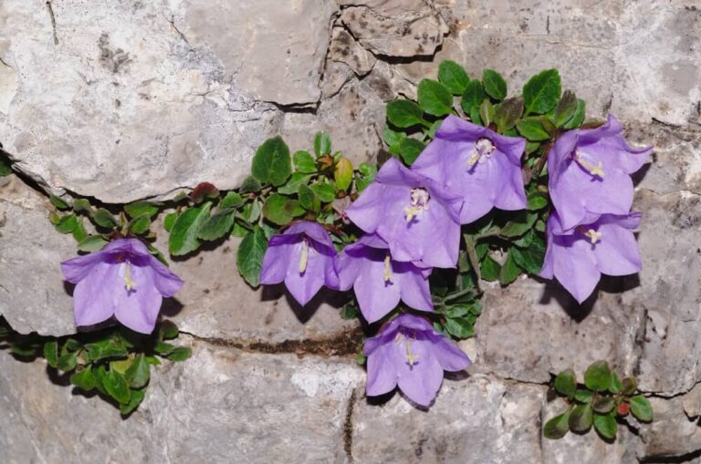 24 Best Rock Garden Plants And Flowers For A Stunning Low-Maintenance ...