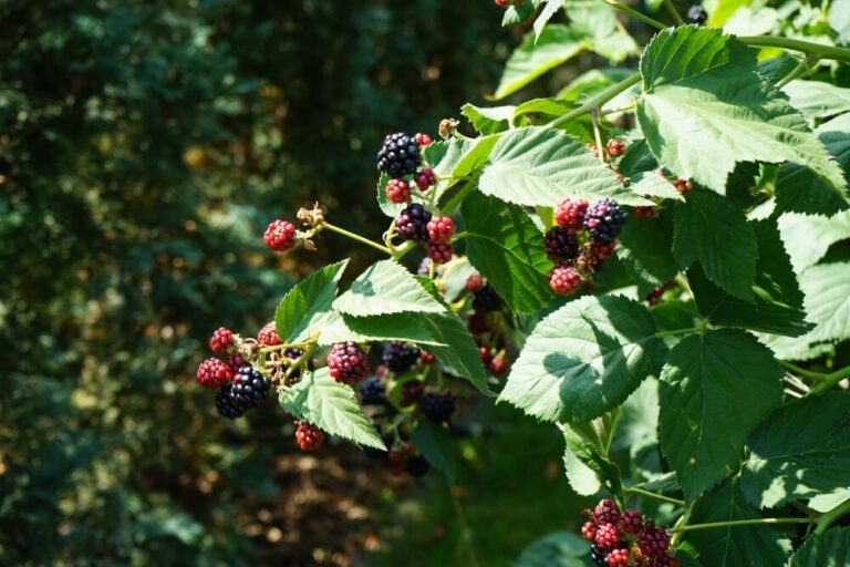 How To Grow Gorgeous Blackberry Shrubs From Seed, Cuttings, Or Suckers ...