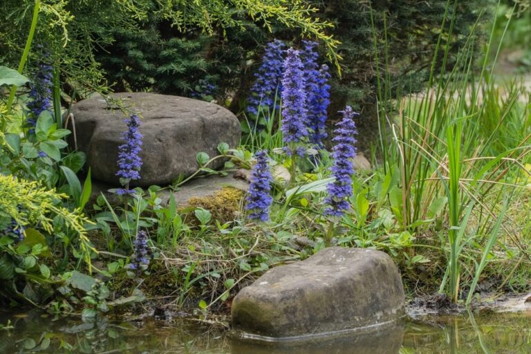 24 Best Rock Garden Plants And Flowers For A Stunning Low-Maintenance ...
