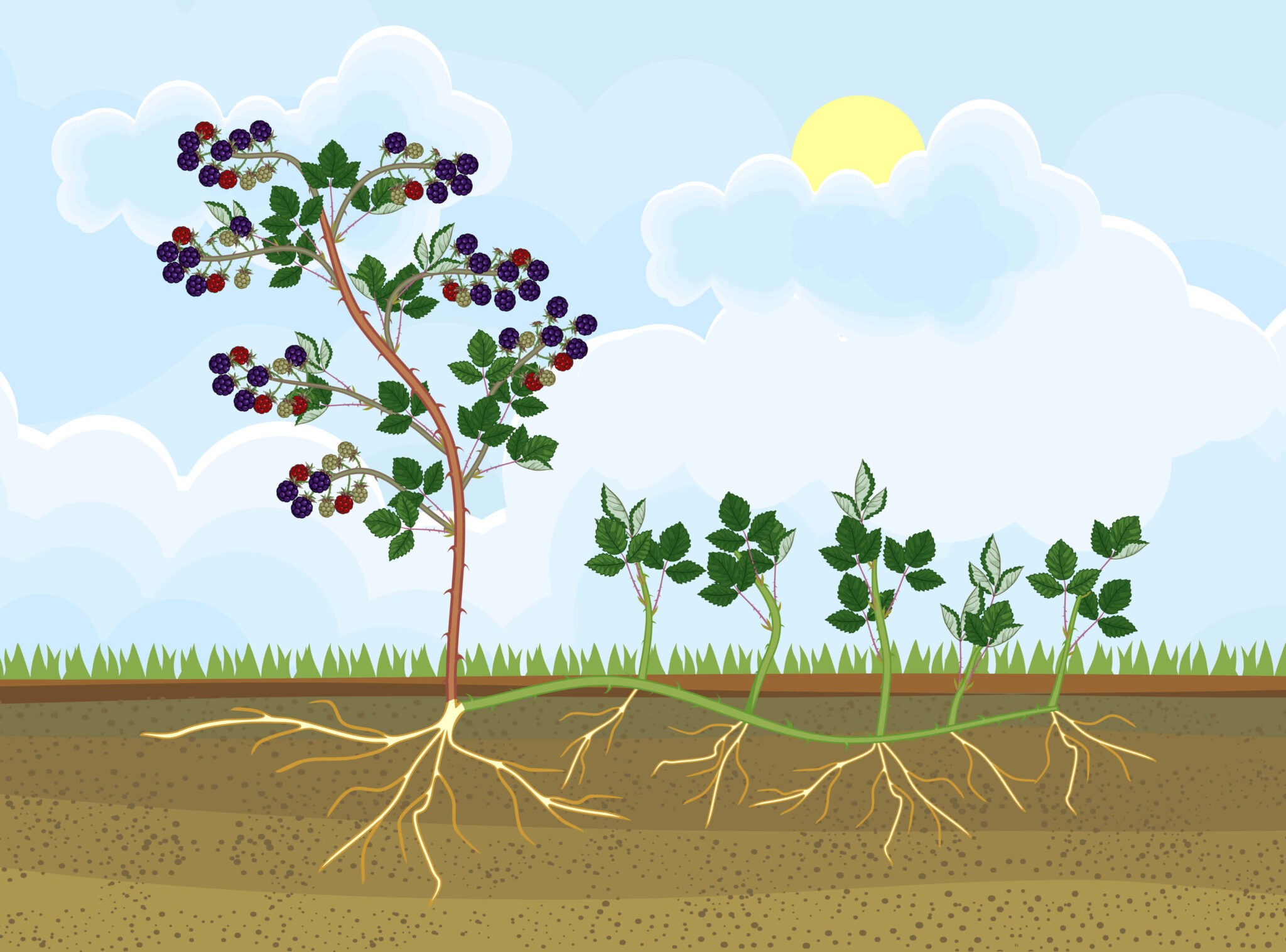 How To Grow Gorgeous Blackberry Shrubs From Seed, Cuttings, Or Suckers ...