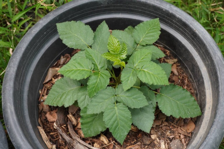 How To Grow Gorgeous Blackberry Shrubs From Seed, Cuttings, Or Suckers ...