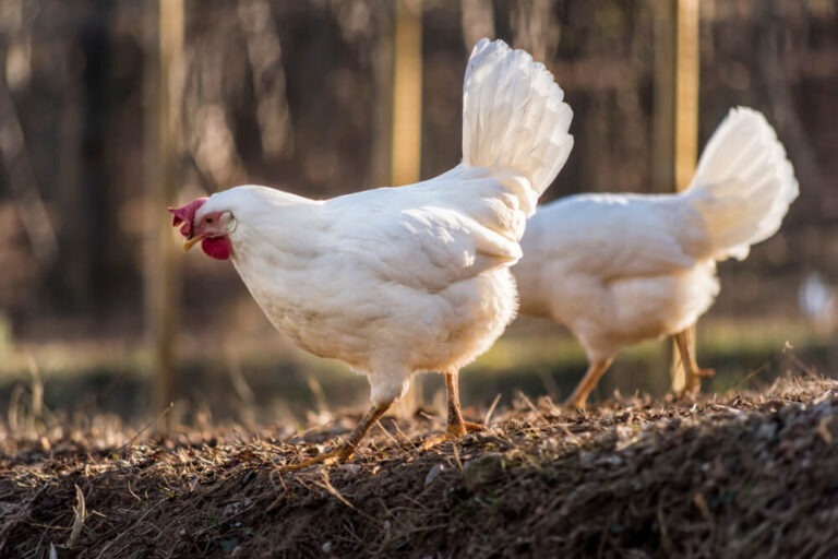 The Ultimate Leghorn Chicken Guide! - Cost, Uses, Origin, And 300 ...