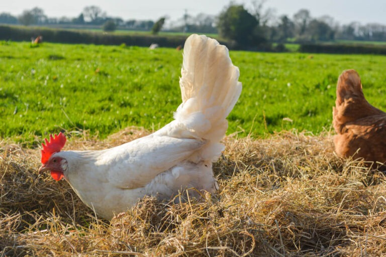 The Ultimate Leghorn Chicken Guide! - Cost, Uses, Origin, And 300 ...