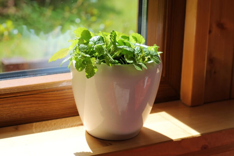 How To Easily Grow Mint Plants In Pots - Delicious Spearmint, Chocolate ...