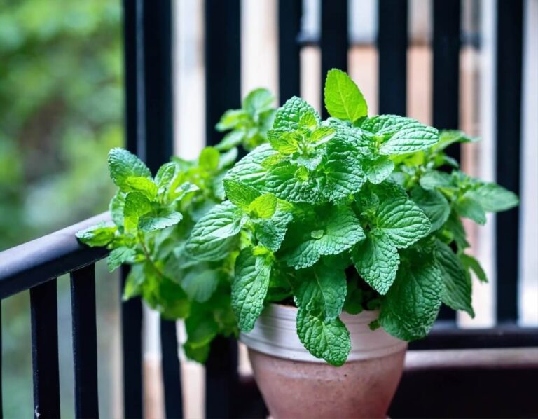 How To Easily Grow Mint Plants In Pots - Delicious Spearmint, Chocolate ...