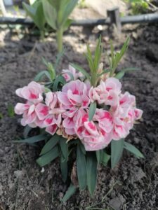24 Best Rock Garden Plants And Flowers For A Stunning Low-Maintenance ...