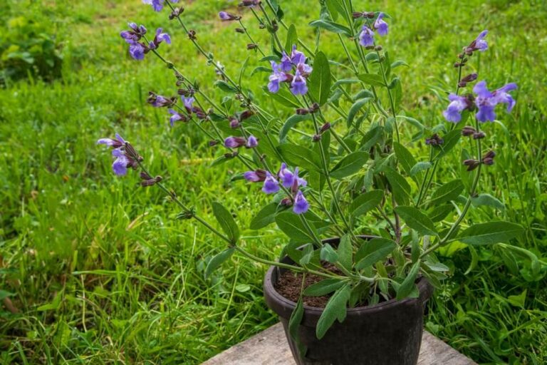 21 Delicious Edible Flowers For Growing In Your Garden - Sage ...