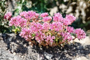 24 Best Rock Garden Plants And Flowers For A Stunning Low-Maintenance ...