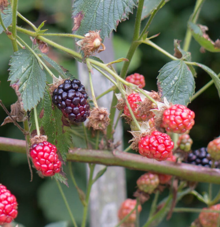 How To Grow Gorgeous Blackberry Shrubs From Seed, Cuttings, Or Suckers ...
