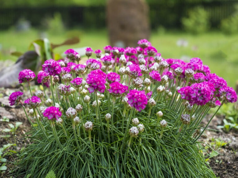24 Best Rock Garden Plants And Flowers For A Stunning Low-Maintenance ...