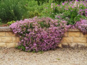 24 Best Rock Garden Plants And Flowers For A Stunning Low-Maintenance ...