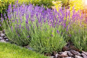 24 Best Rock Garden Plants And Flowers For A Stunning Low-Maintenance ...