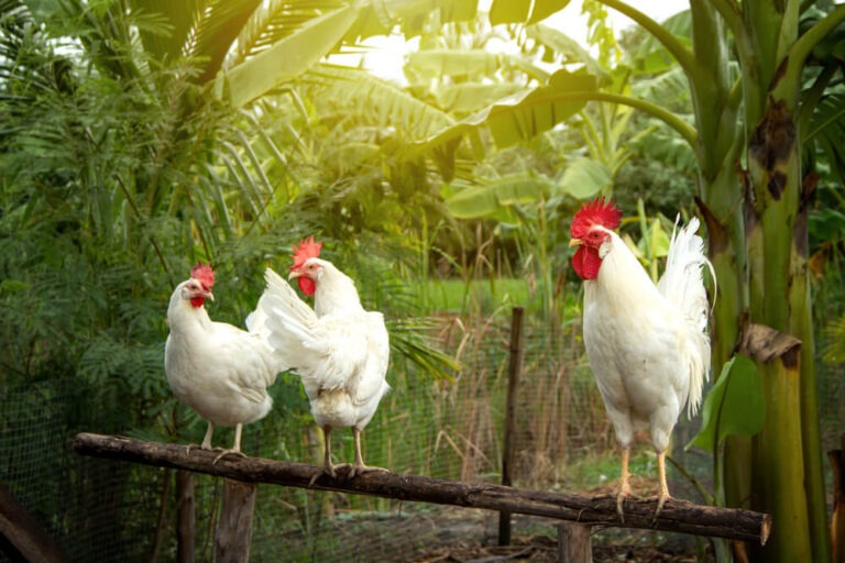 The Ultimate Leghorn Chicken Guide! - Cost, Uses, Origin, And 300 ...