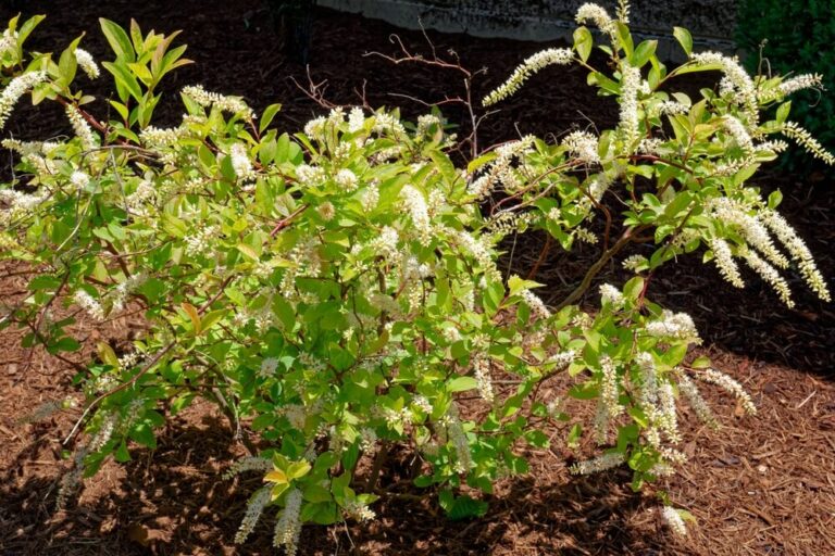 23 Jaw-Dropping Shrubs That Bloom Like Fireworks All Summer Long ...