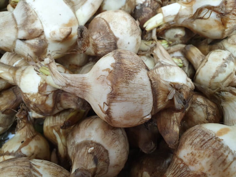 23 Best Root Crops For A Healthy And Hardy Survival Garden | Carrots ...