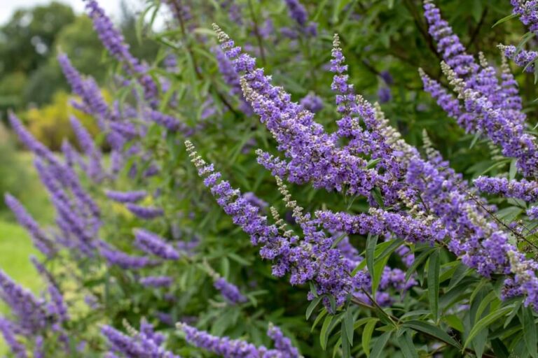 23 Jaw-Dropping Shrubs That Bloom Like Fireworks All Summer Long ...