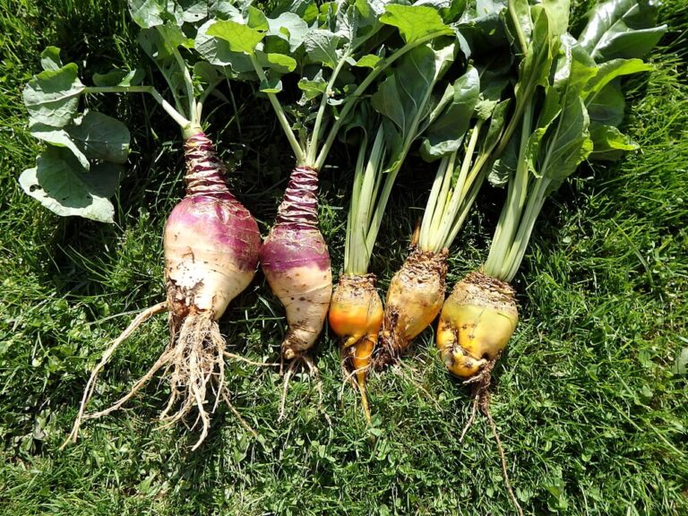 23 Best Root Crops For A Healthy And Hardy Survival Garden | Carrots ...