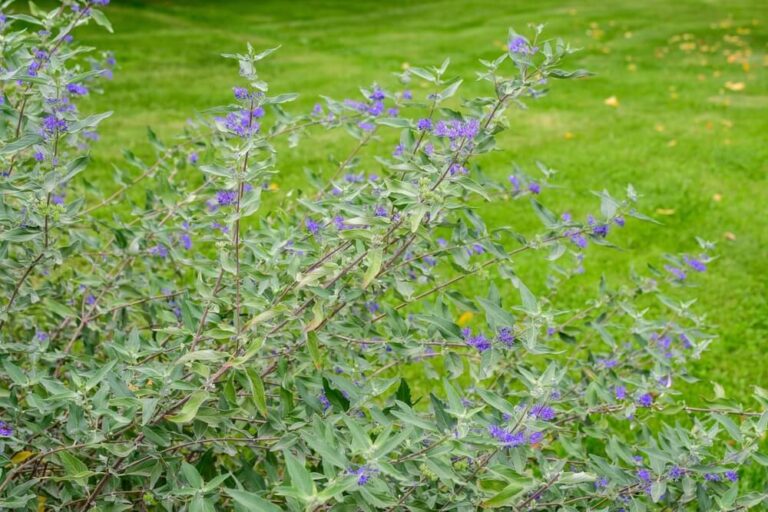 23 Jaw-Dropping Shrubs That Bloom Like Fireworks All Summer Long ...