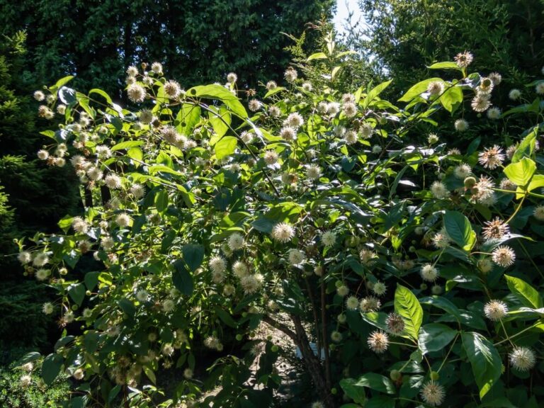 23 Jaw-Dropping Shrubs That Bloom Like Fireworks All Summer Long ...