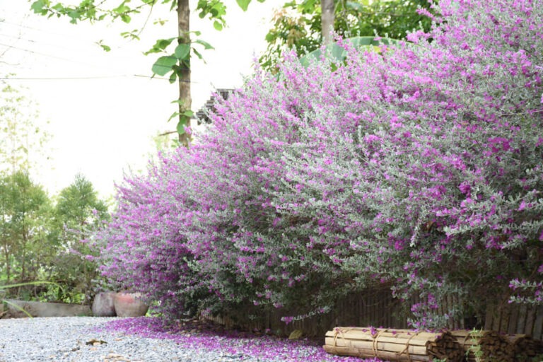 23 Jaw-Dropping Shrubs That Bloom Like Fireworks All Summer Long ...