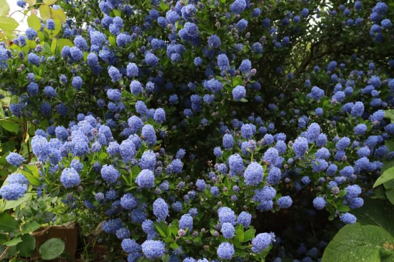 23 Jaw-Dropping Shrubs That Bloom Like Fireworks All Summer Long ...